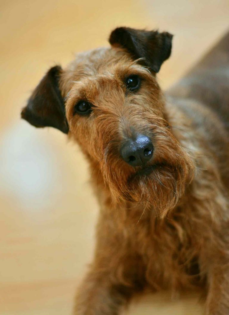 BVA/KC/ISDS Eye Scheme - James Oliver Veterinary Ophthalmology